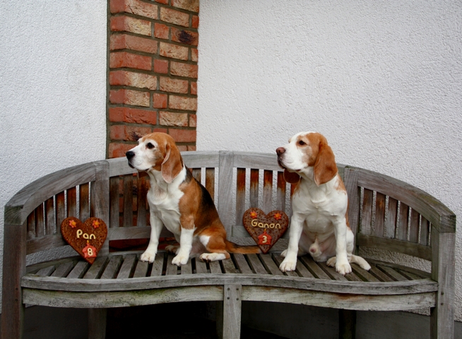 Info für Welpen Interessenten: - Beagle of Stonehedge Mountain